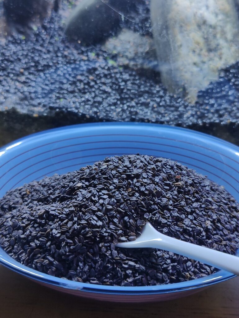 Ban Silam बन सिलाम (Wild Basil Seeds) १ के जि – Buy Online at Best ...